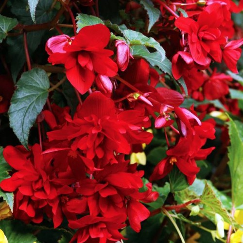 Begonijas nokarenās PENDULA SARKANAS 6/+ 20gab. – Dārziem