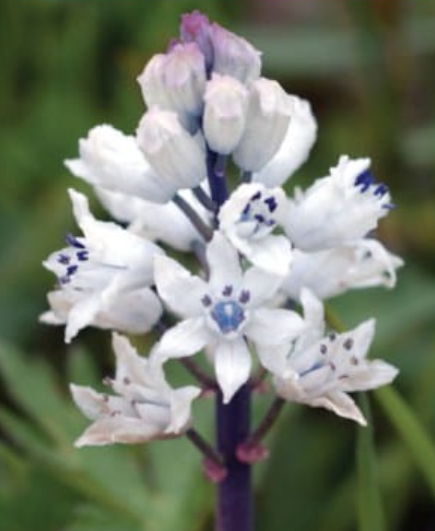 Muskares BELLEVALIA ROMANA 6/+ 80gab – Dārziem