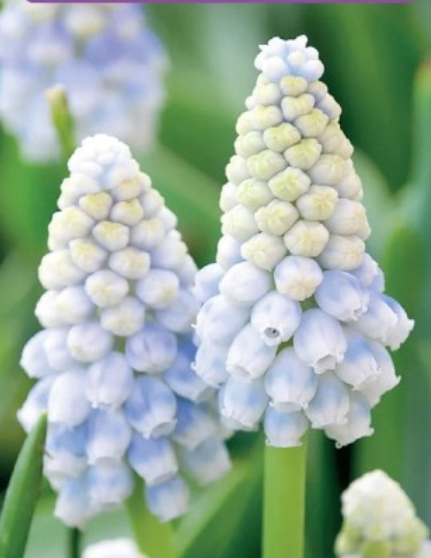 Muskares ALASKA 7/8 80gab – Dārziem