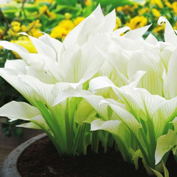 Hostas WHITE FEATHER 8gab – Dārziem